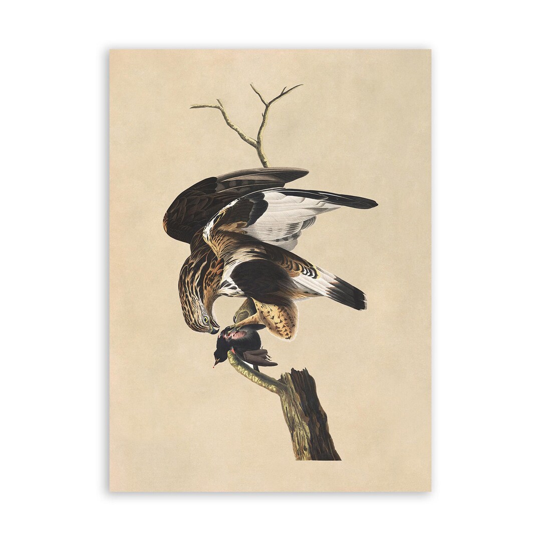 Rough Legged Hawk Bird Print, Vintage Style Audubon Poster, Birds of ...