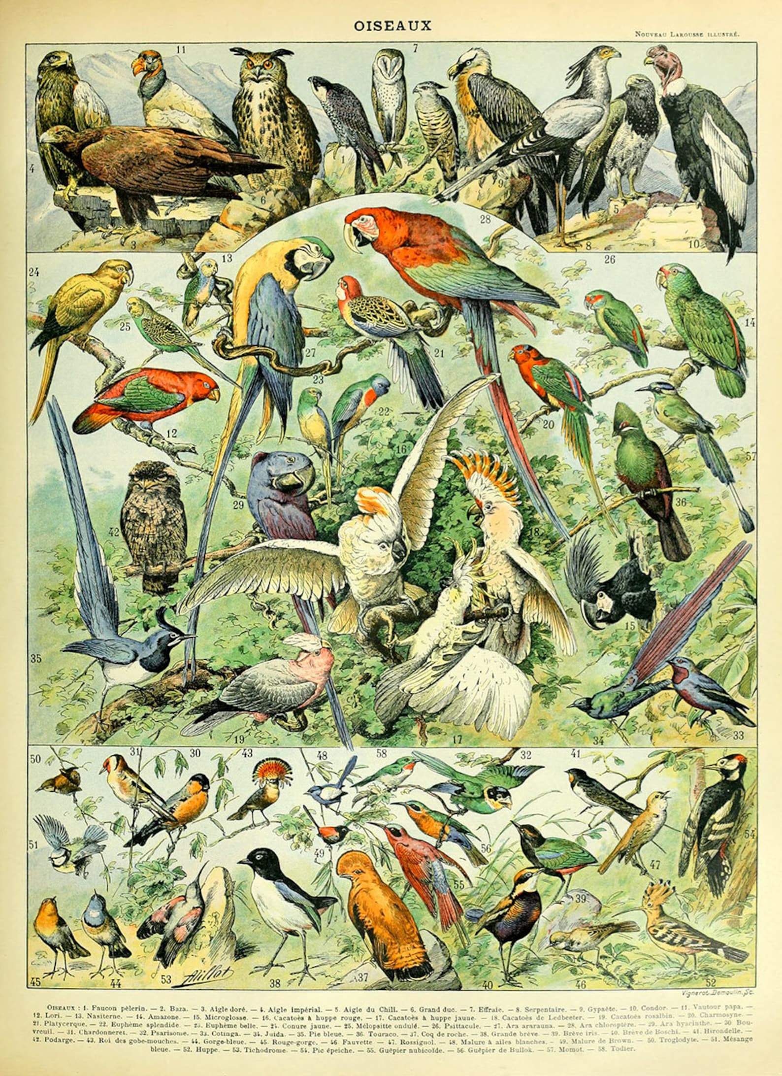Bird Poster Art Larousse Adolphe Millot Print Vintage Style - Etsy