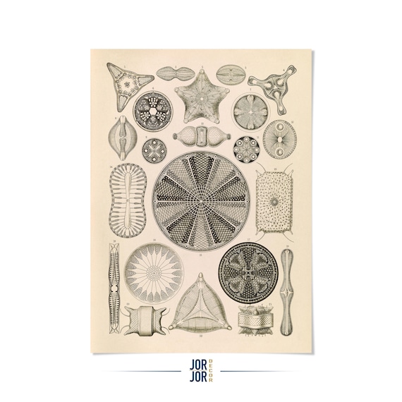 Diatom Picture Drawing