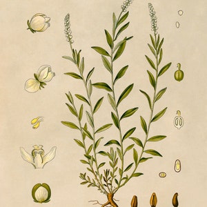 Seneca Snakeroot Plant Print, Medicinal Plants Botanical Illustration ...