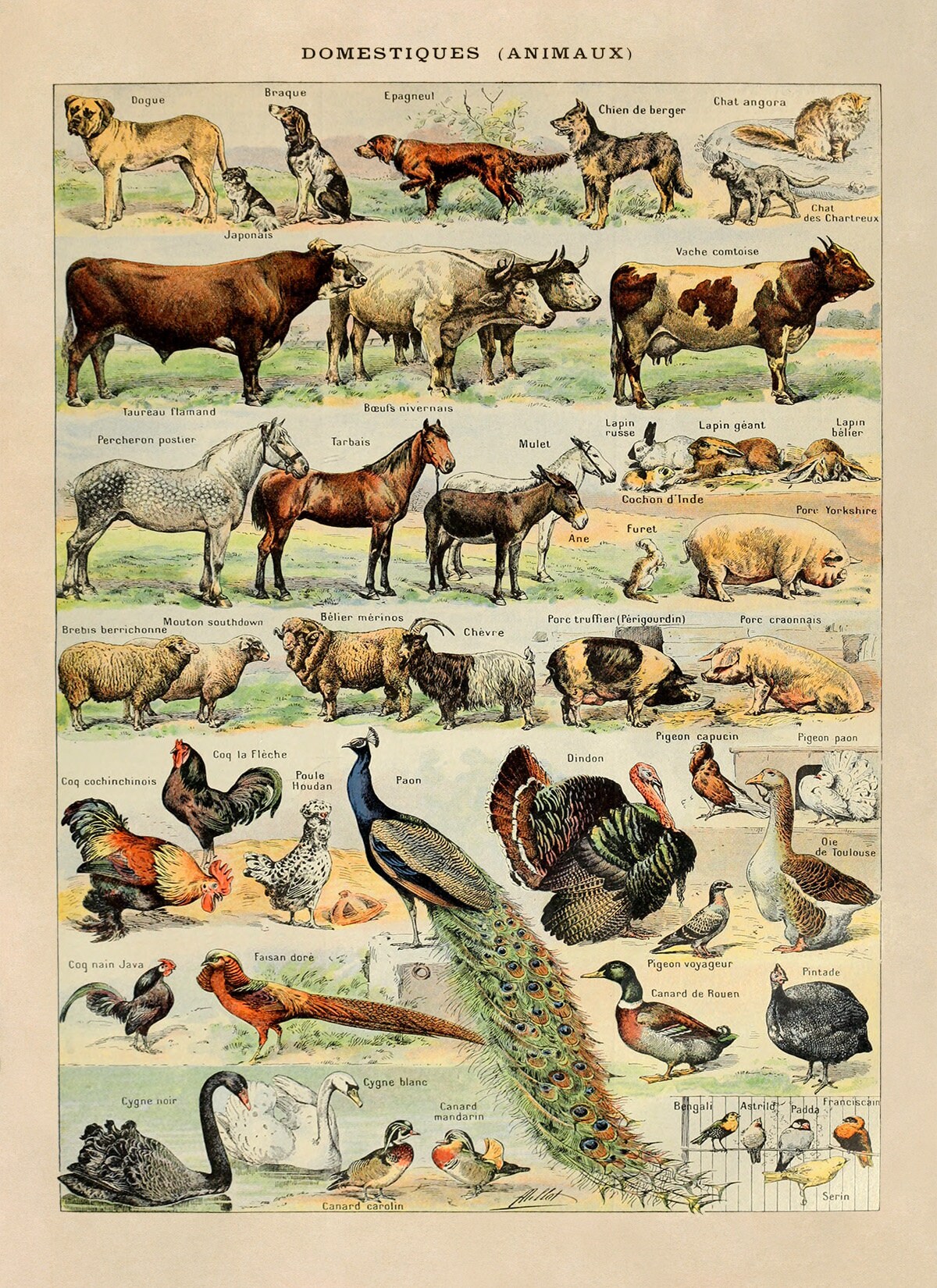Different Types Of Domestic Animals