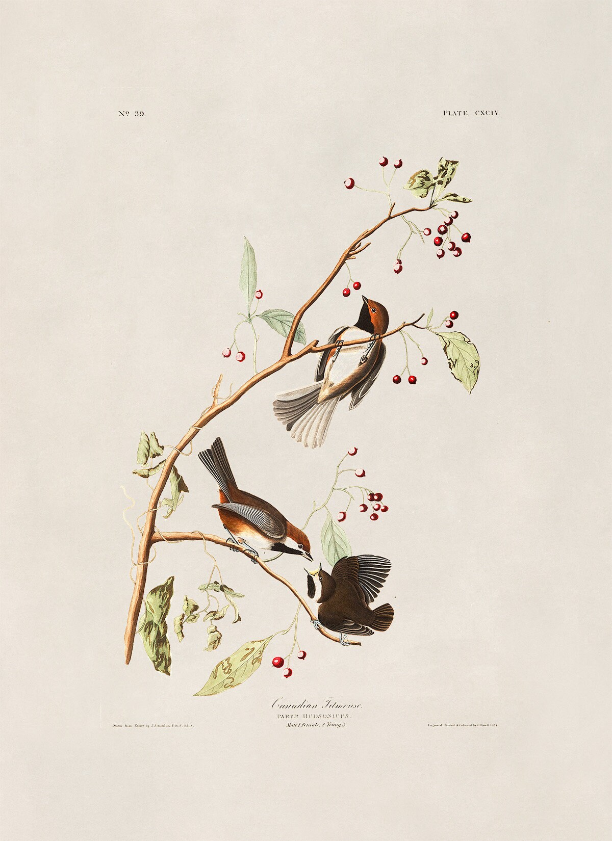 Canadian Titmouse Bird Print, Vintage Style Audubon Poster, Birds of ...