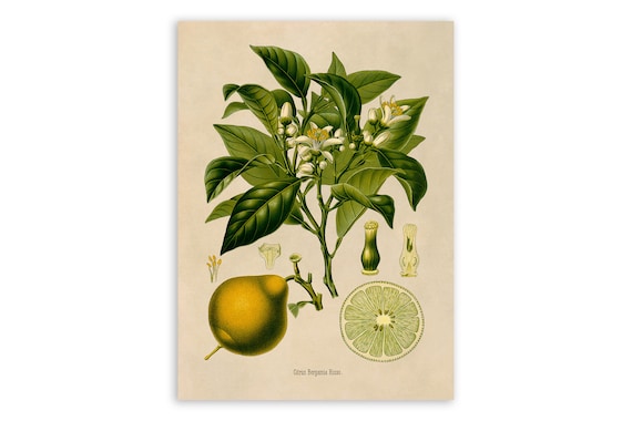 Bergamot Plant Illustration