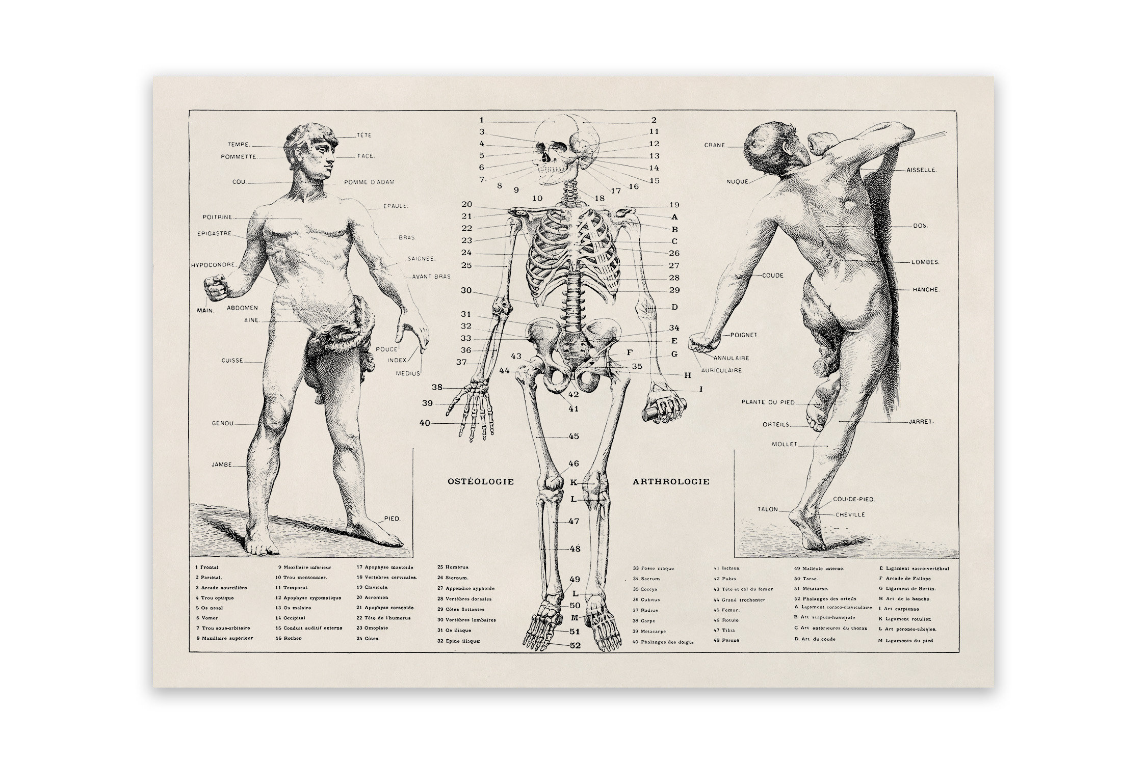 Skeleton Anatomy Diagram