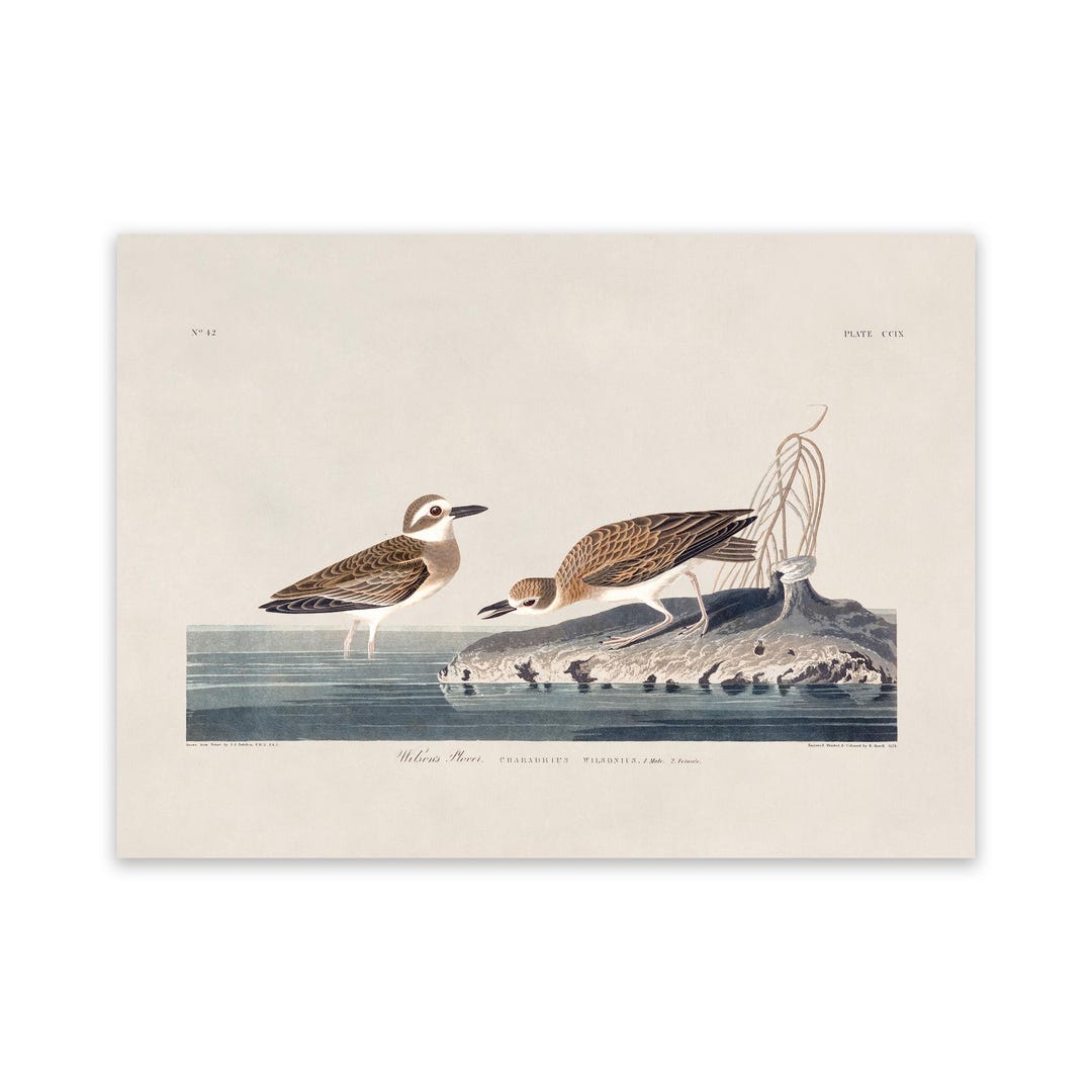 Wilsons Plover Bird Print: Vintage Audubon Coastal Art, AOB199 - Etsy