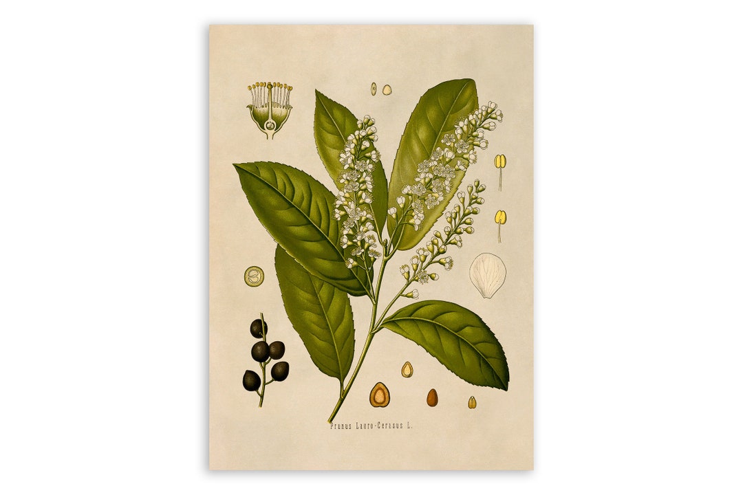 Cherry Laurel Plant Print, Medicinal Plants Botanical Illustration ...