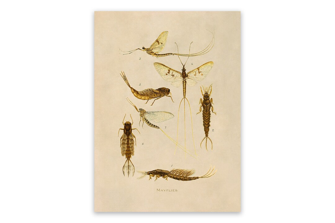 Mayflies Insect Print, Vintage Style Reproduction, SFD35 - Etsy