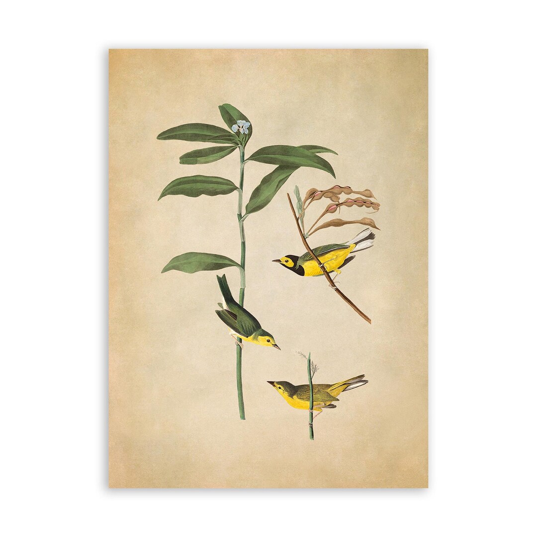 Hooded Warbler Bird Print, Vintage Style Audubon Poster, Birds of ...