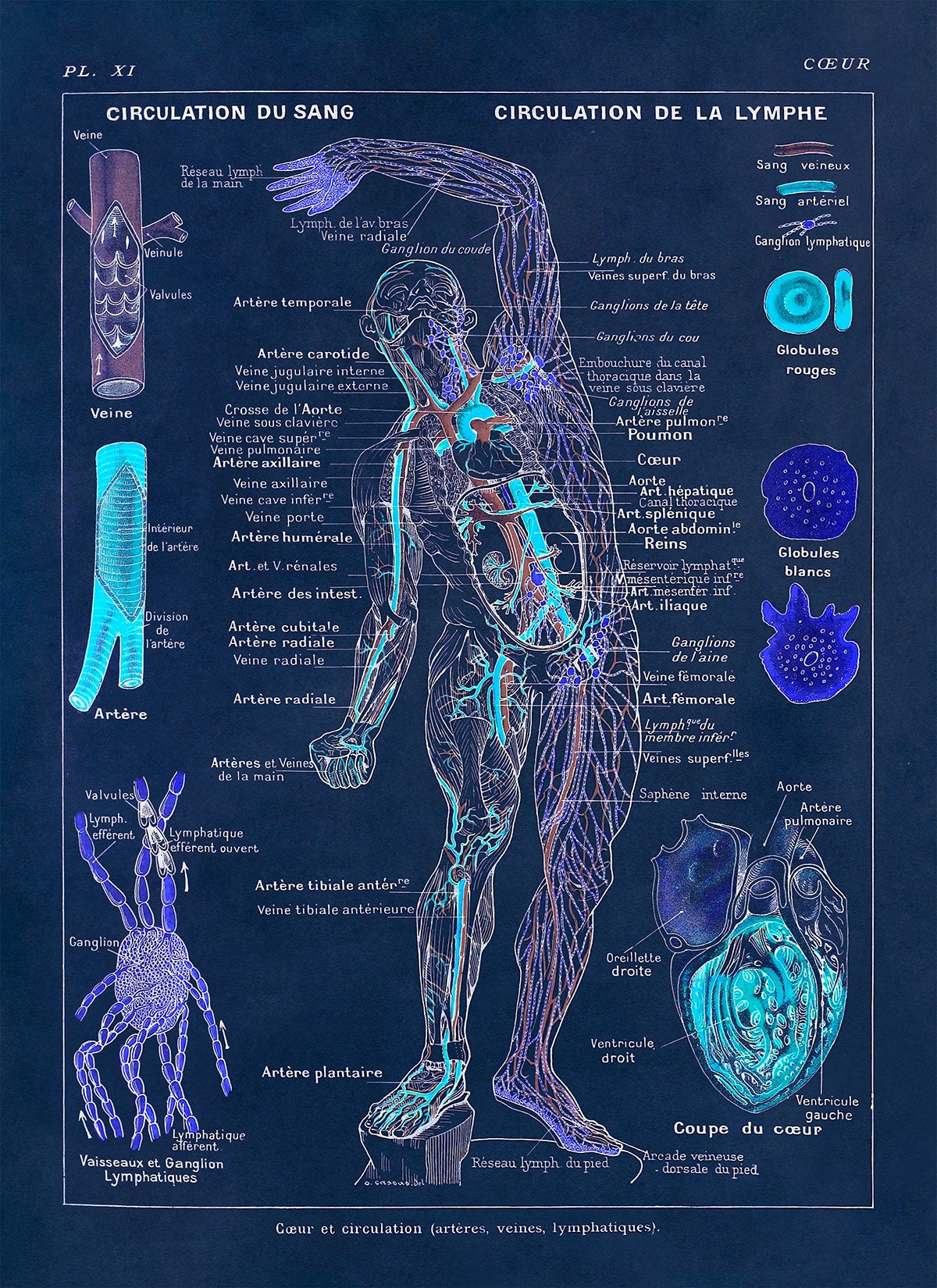 Human Anatomy Heart and Circulation Cardiovascular Chart Print ...