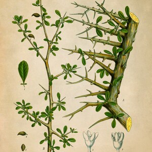 Myrrh Tree Plant Print Medicinal Plants Botanical - Etsy