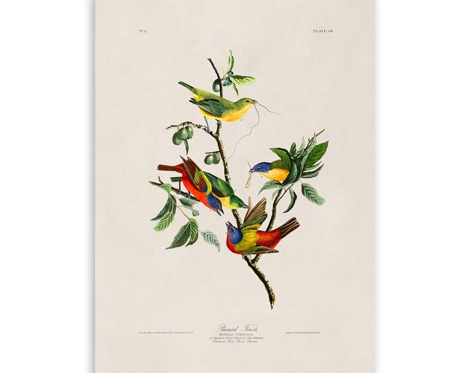 Original Vintage 1950s the Migration of British Birds Pull Out Book ...