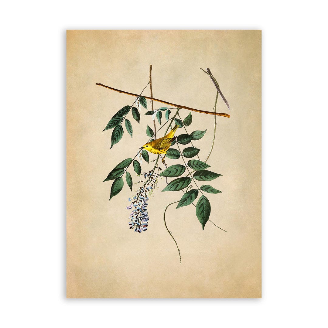 Yellow Warbler Bird Print, Vintage Style Audubon Poster, Birds of ...