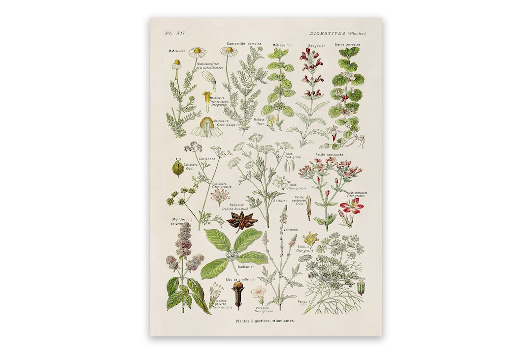 Medicinal Digestive Plants Species Variety Chart, Scientific Botany ...