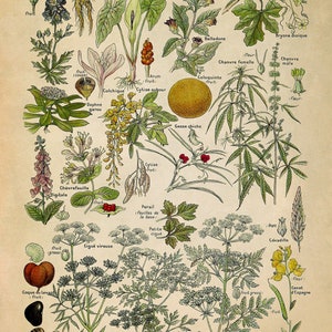 Dangerous & Poisonous Plants Species Variety Chart Print, Scientific ...