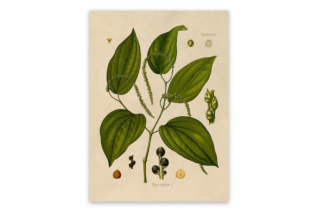Black Pepper Plant Botanical Illustration Print MOBO 115 - Etsy