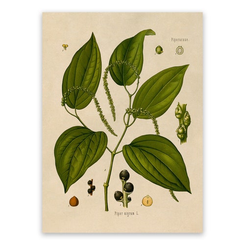 Black Pepper Plant Botanical Illustration Print MOBO 115 - Etsy