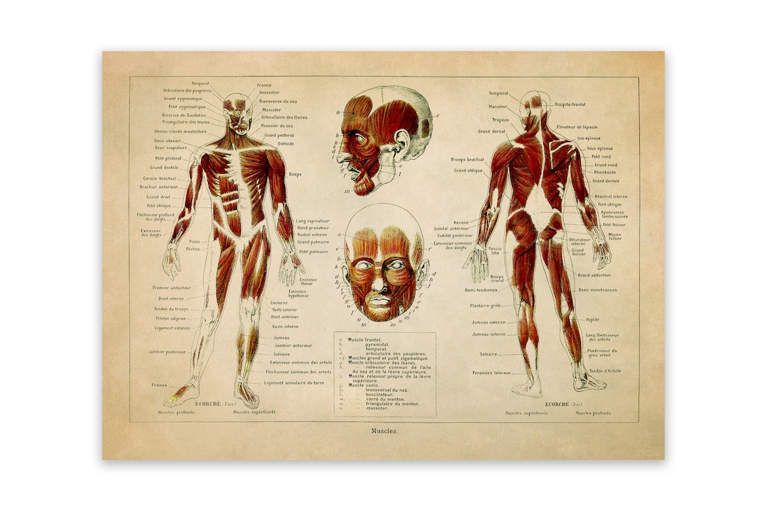 Human Anatomy Muscular System Chart Print, Scientific Illustration, 3 ...