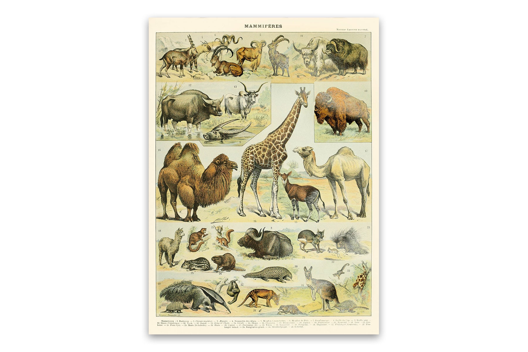 Animal Species Chart