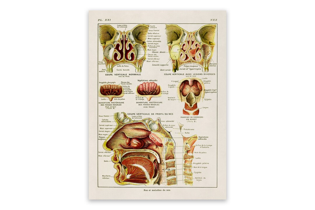 Human Anatomy Nose Chart Print, Scientific Illustration, 3 Color ...