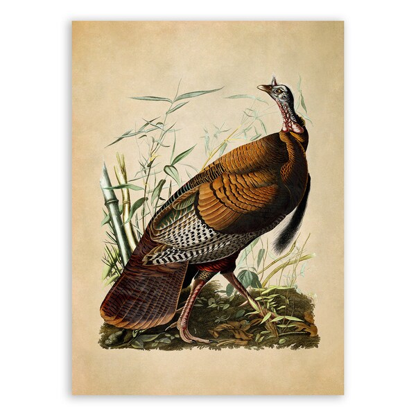 Wild Turkey Print - Etsy
