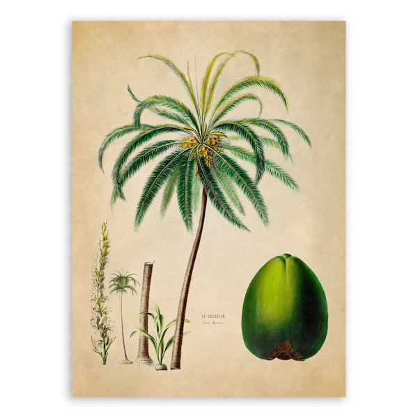 Coconut Print - Etsy