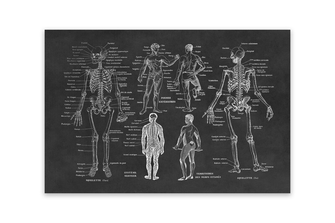 Anatomy Poster: Skeleton Diagram, Adolphe Millot Scientific ...