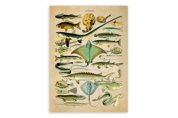 Fish Taxonomy Chart