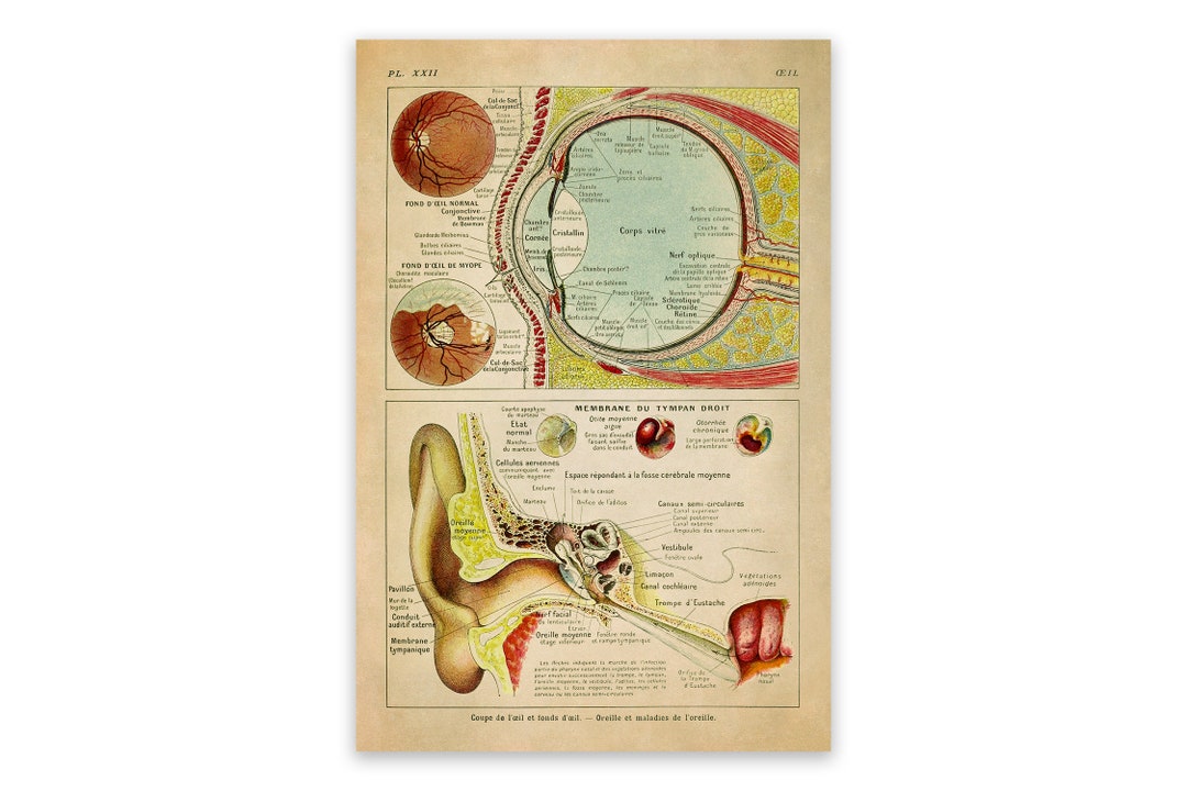 Human Anatomy Eye Chart Print, Scientific Illustration, 3 Color Options ...