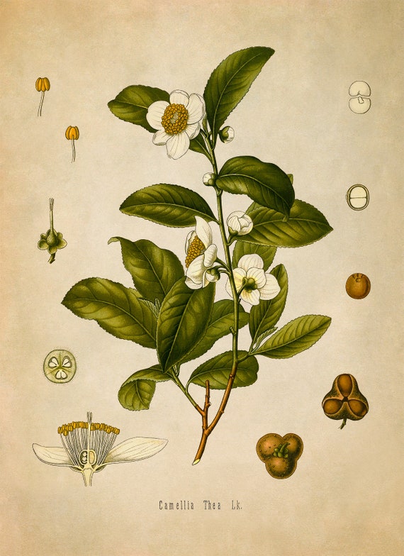 Tea Plant Drawing