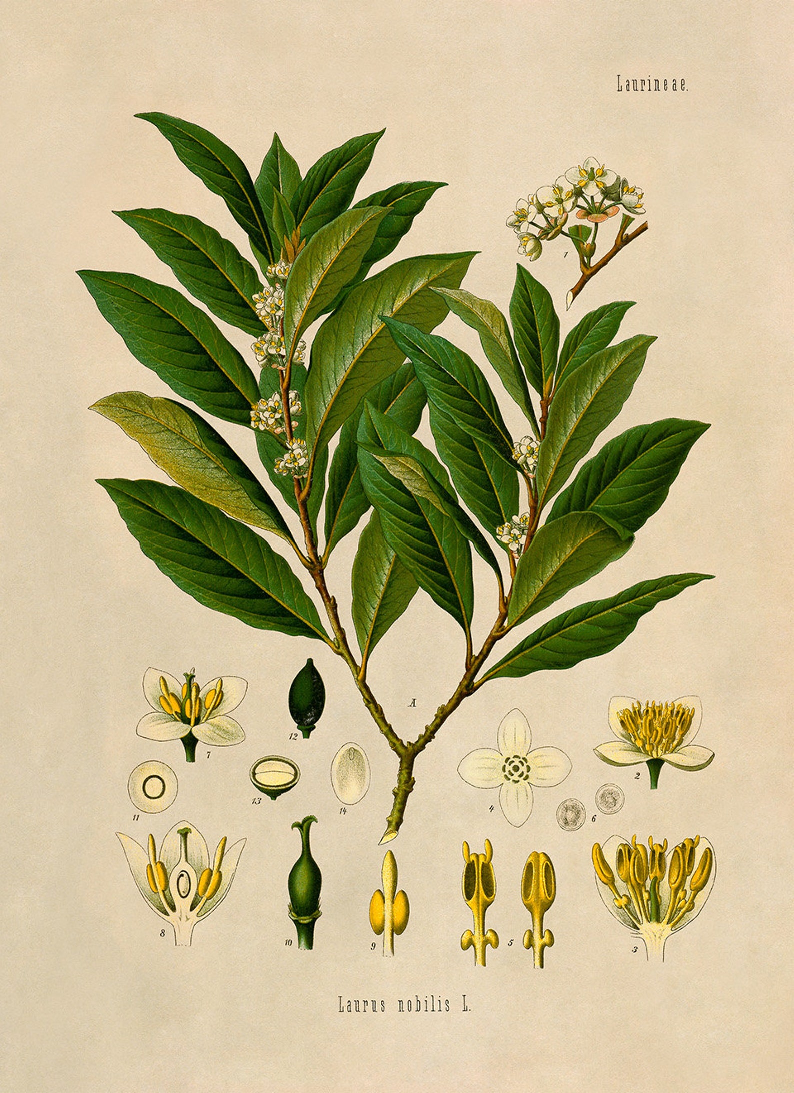 Bay Laurel Plant Laurus Nobilis Botanical Illustration | Etsy