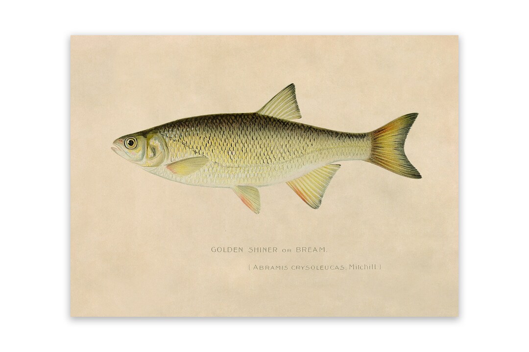 Golden Shiner or Bream Fish Print, Vintage Style Reproduction, SFD07 - Etsy