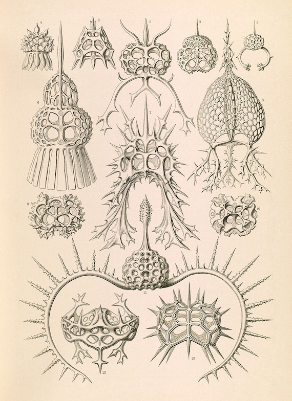 Giclée Ernst Haeckel Biology Print Nature Biological Vintage Style ...