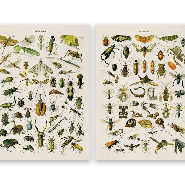 Insect Poster - Etsy