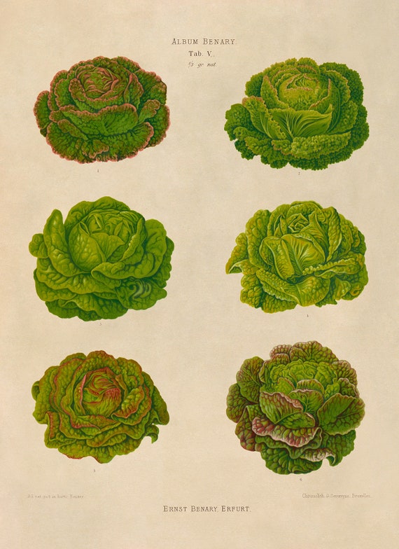 Vintage Style Artwork EB5 Old Illustration Poster Lettuce Kitchen Print ...