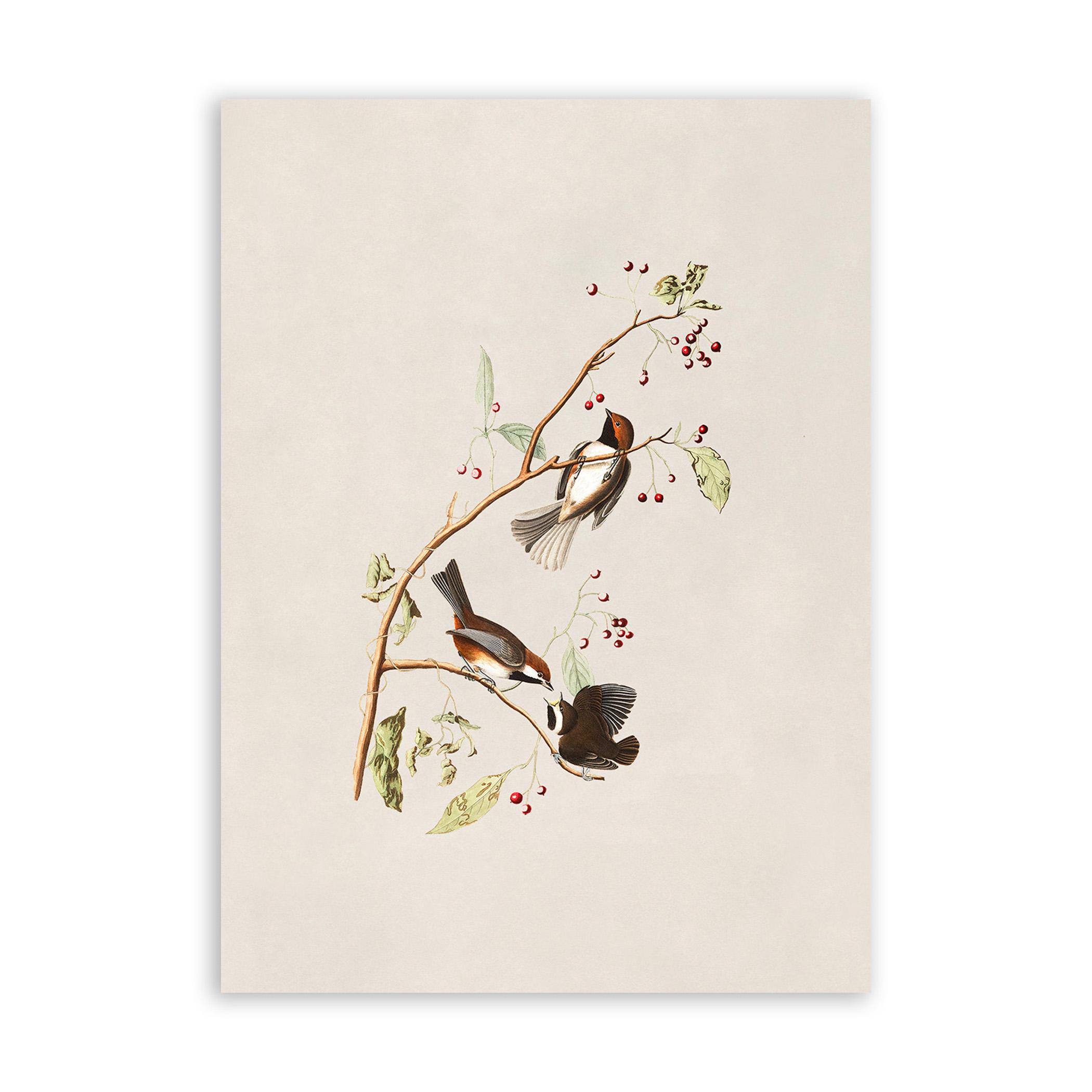 Canadian Titmouse Bird Print, Vintage Style Audubon Poster, Birds of ...