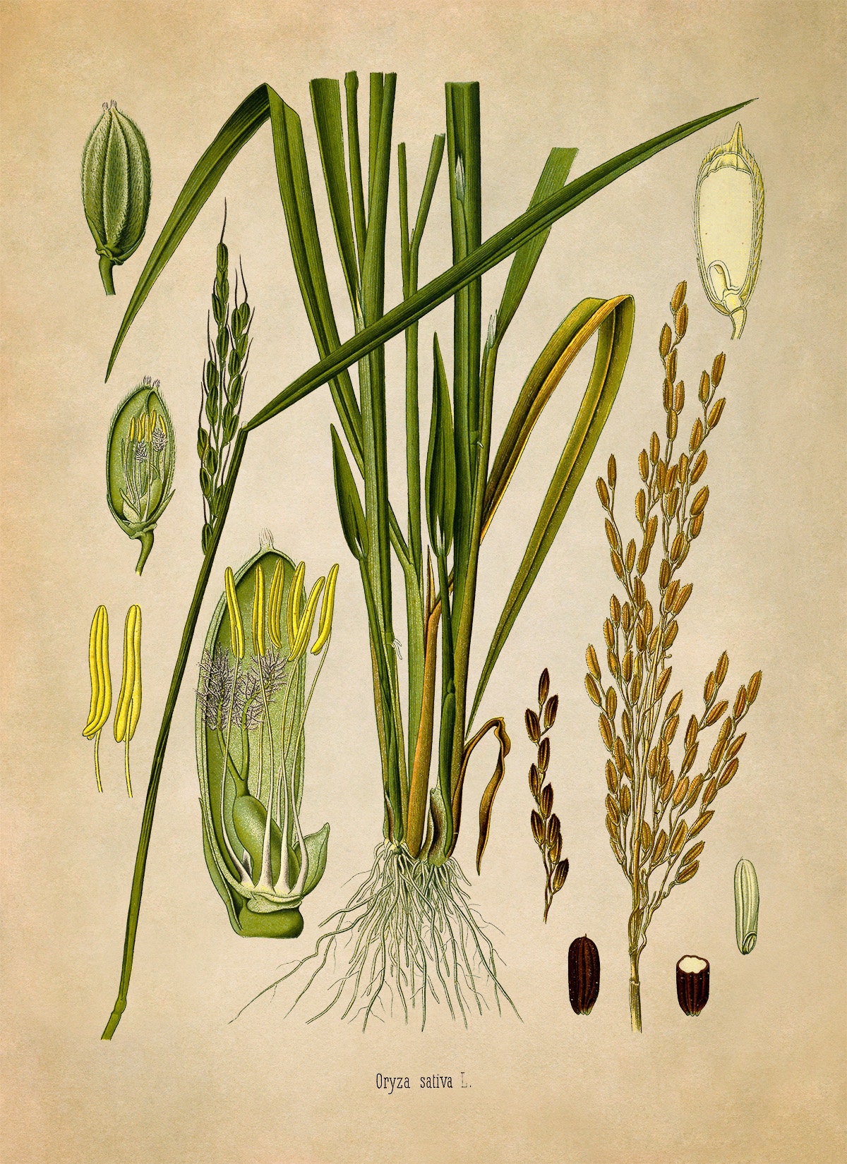 Rice Plant Diagram