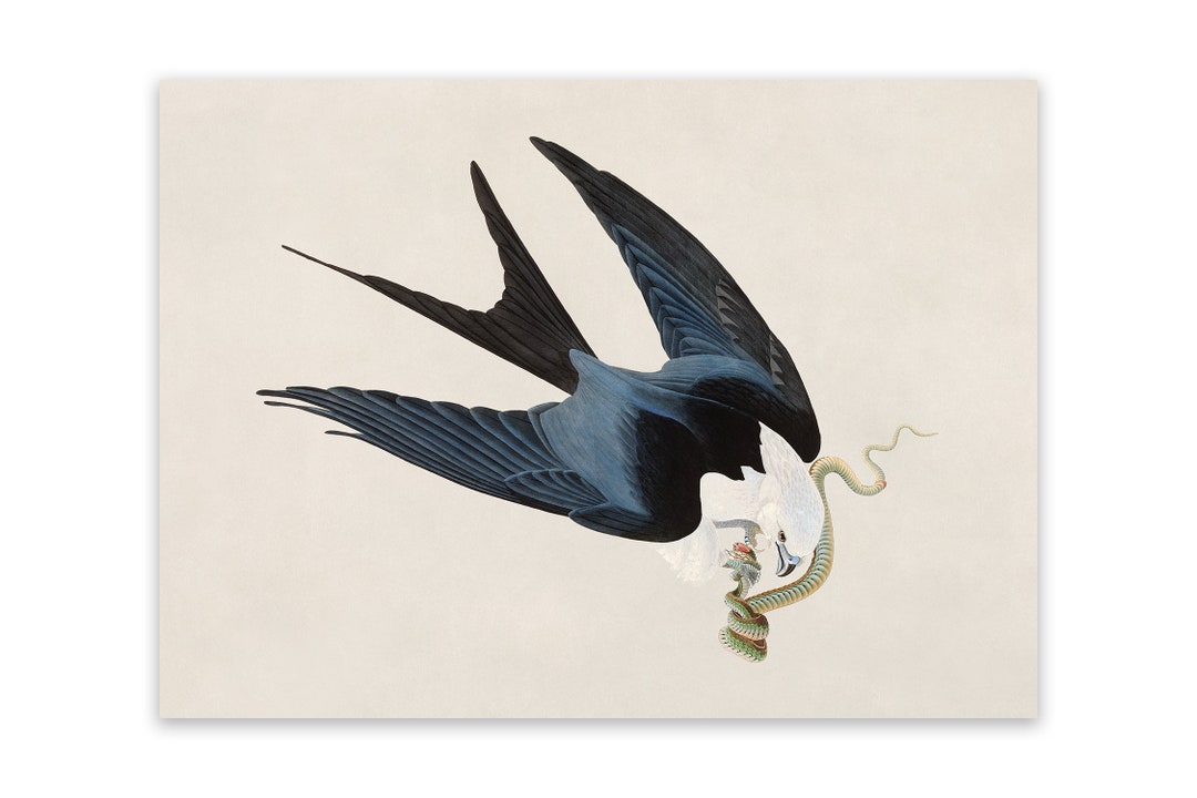 Swallow Tailed Kite Bird Print, Vintage Style Audubon Poster, Birds of ...
