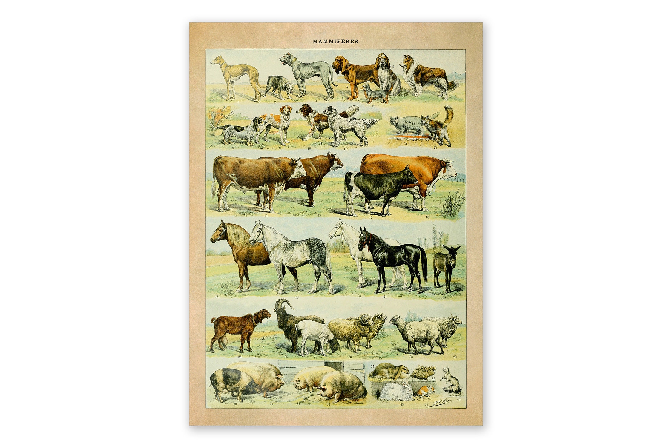 Domestic Animals Chart