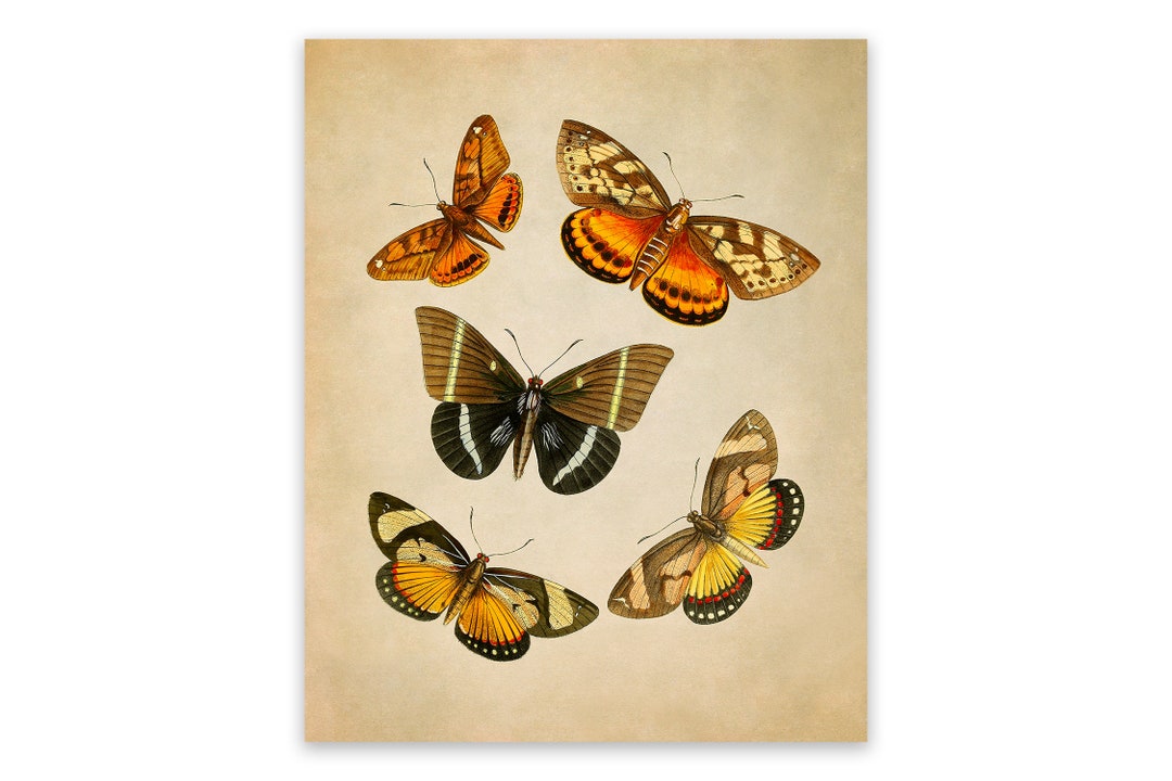 Butterfly Species Print, Vintage Style Butterfly Illustration ...