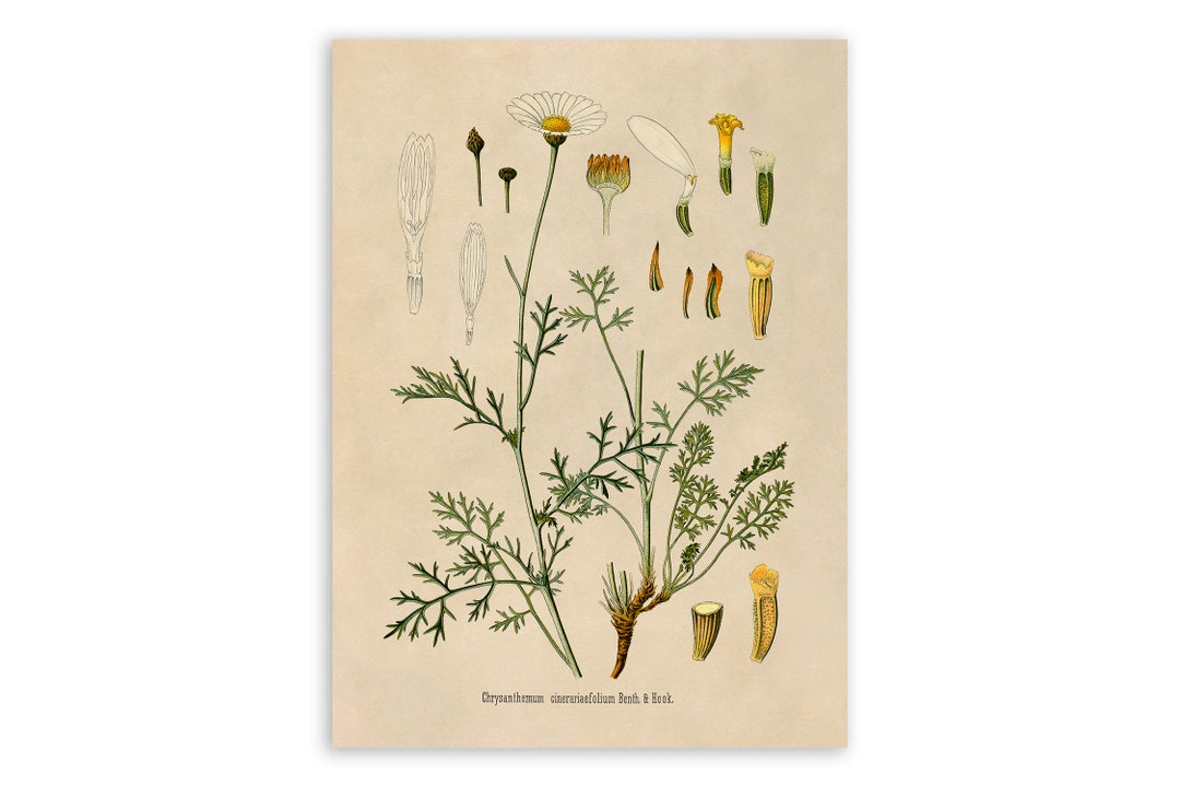 Dalmatian Pellitory Flower Plant Print, Medicinal Plants Botanical ...
