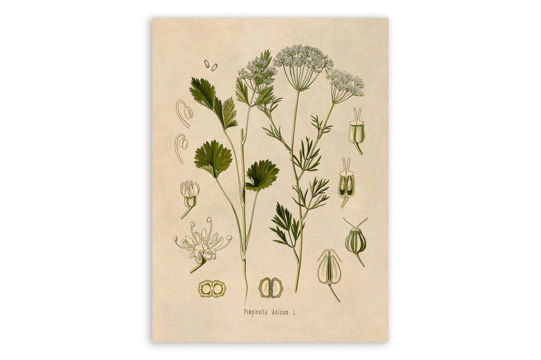 Anise Aniseed Plant Print, Medicinal Plants Botanical Illustration ...
