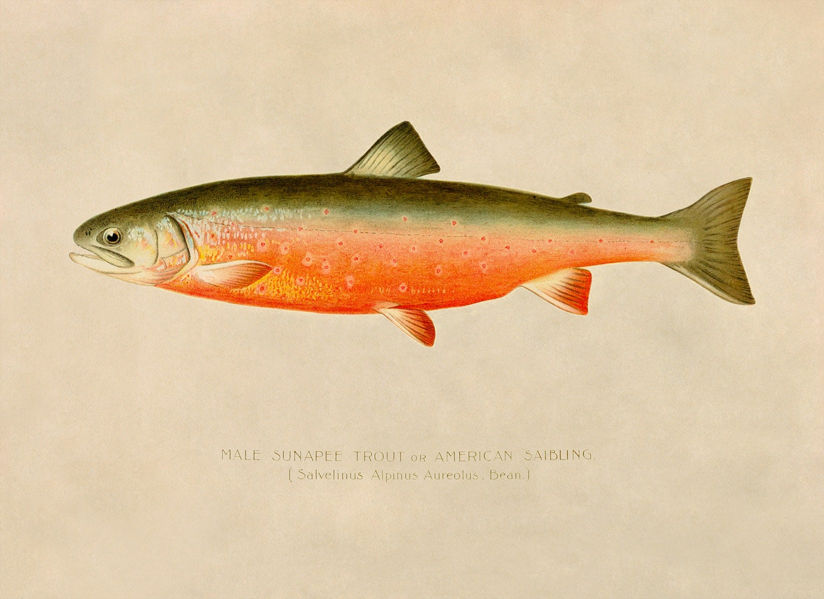 Giclée Prints Sunapee Trout Fish Male Species Illustration Poster SFD41 ...