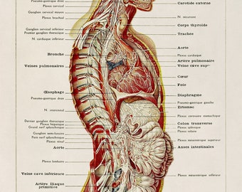 Internal Organs Diagram Left Side