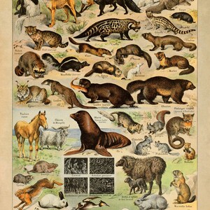 Animal Species Print Vintage Style Animals Illustration - Etsy