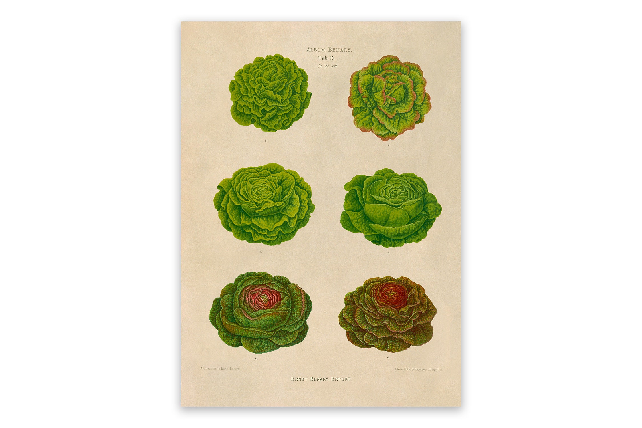 Vintage Style Artwork EB5 Old Illustration Poster Lettuce Kitchen Print ...