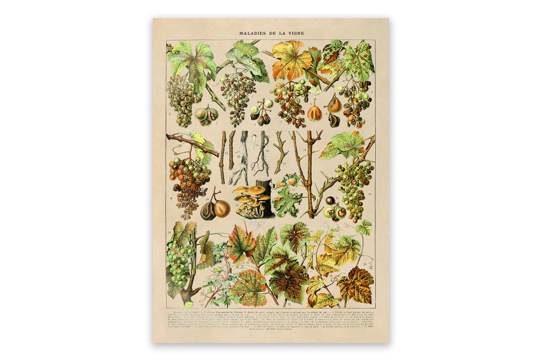 Vine Plants Disease Variety Chart, Scientific Botany Illustration, AM95 ...