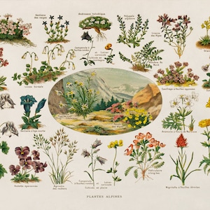 Vintage Botanical Print, Alpine Plants, Scientific Floral Botany ...