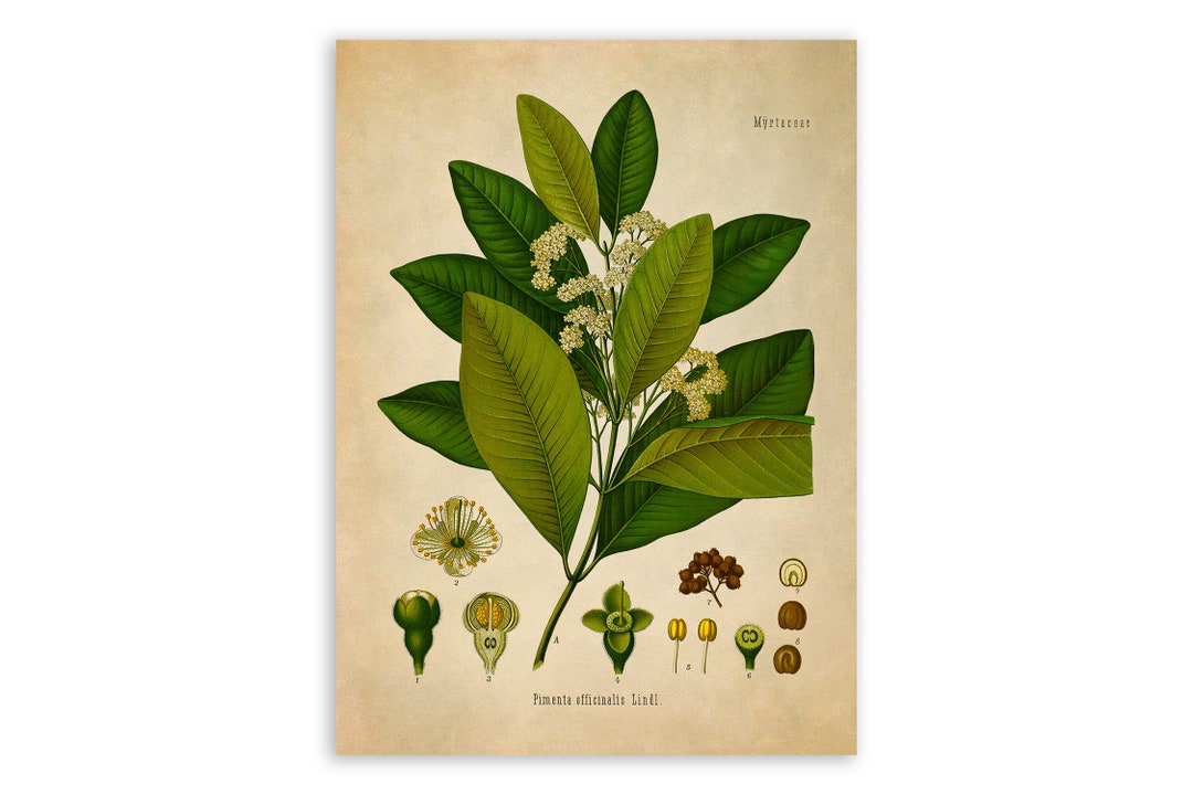 Allspice Plant Print Medicinal Plants Botanical Illustration - Etsy