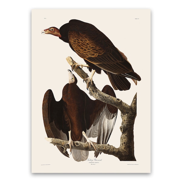 Turkey Vulture Print - Etsy