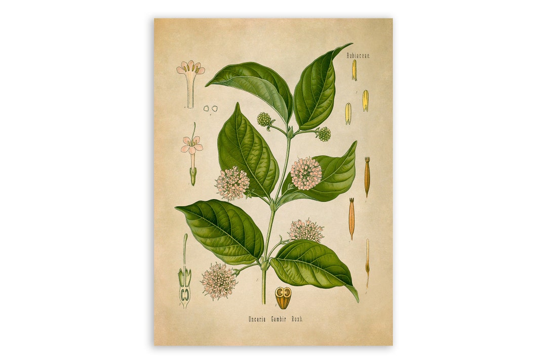 Gambier Plant Print Medicinal Plants Botanical Illustration - Etsy.de